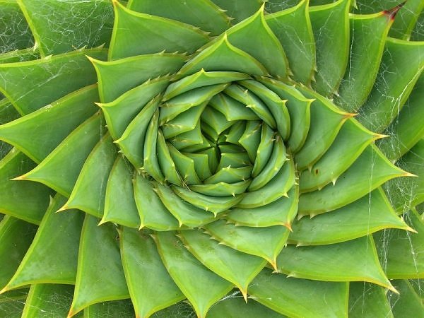 La sucesión de Fibonacci y los conejos – El Ábaco de Madera